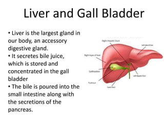 Digestive system | PPTX | Endocrine and Metabolic Diseases | Diseases ...