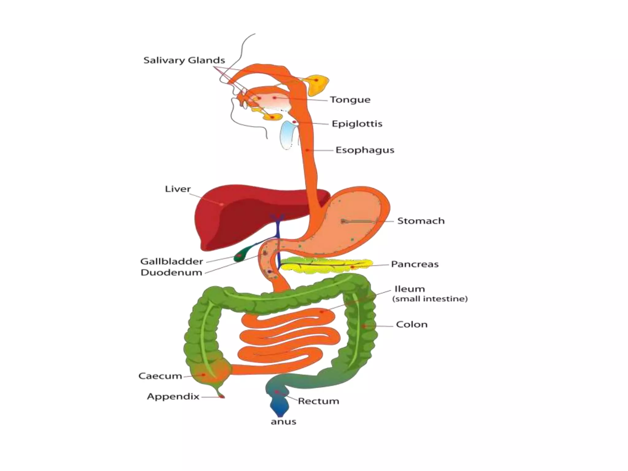 Digestive System | PPT