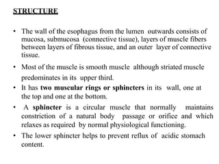 Digestive System | PPTX