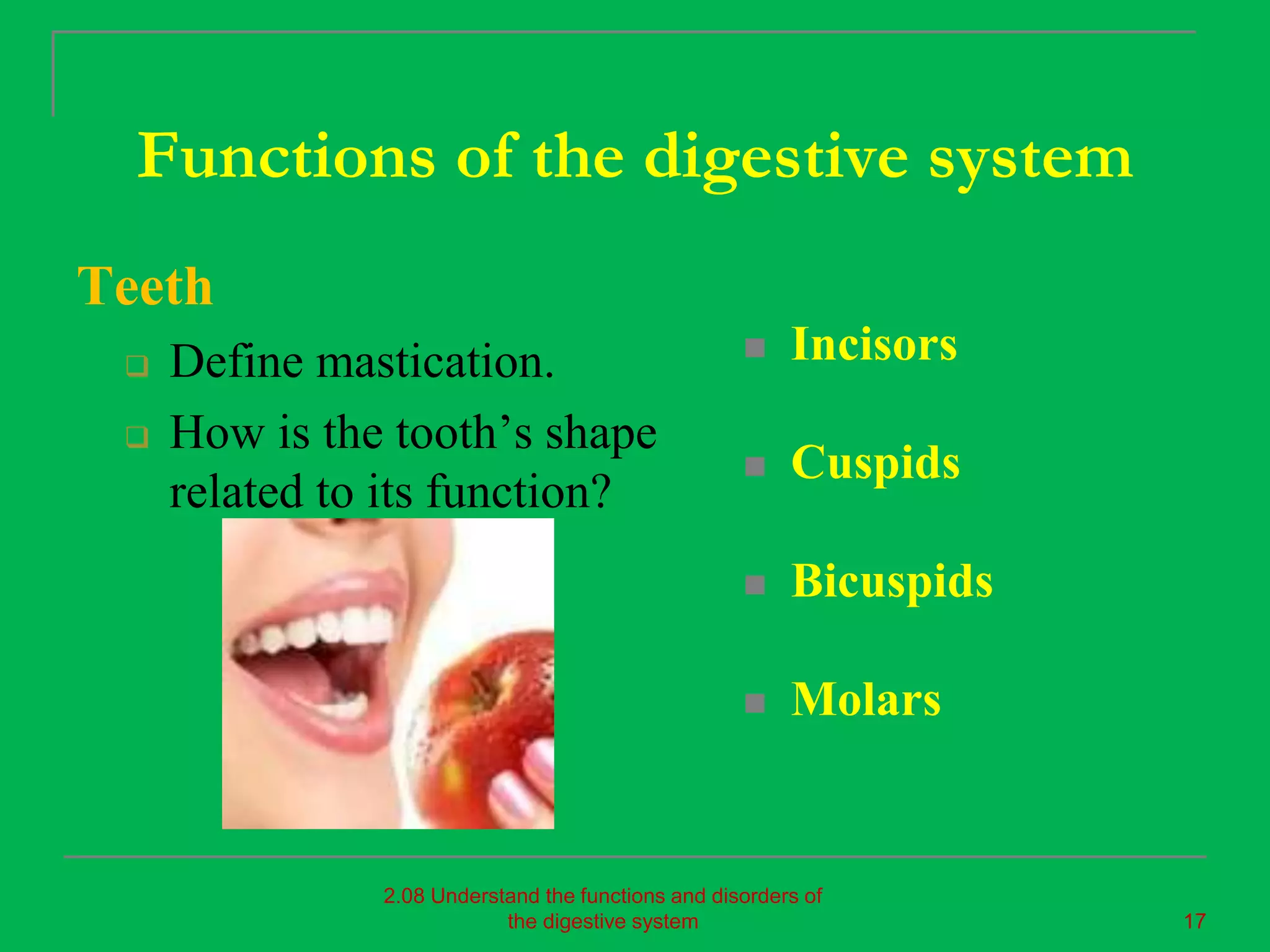 Digestive system | PPT
