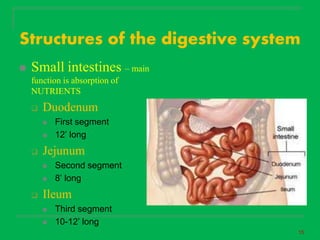 Digestive system | PPT