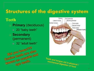 Digestive system | PPT