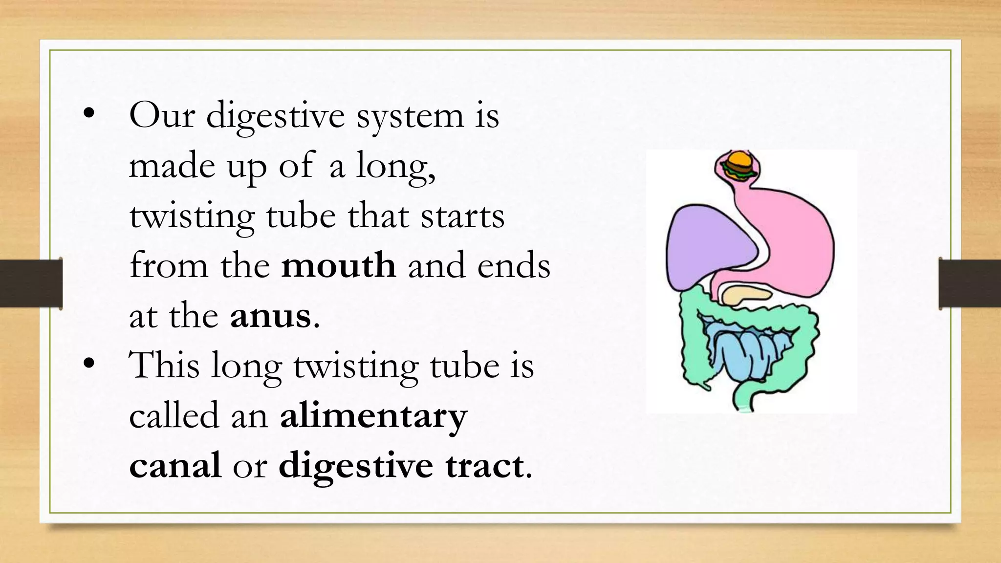 Digestive system - CLASS V | PPTX | Biological Sciences | Science