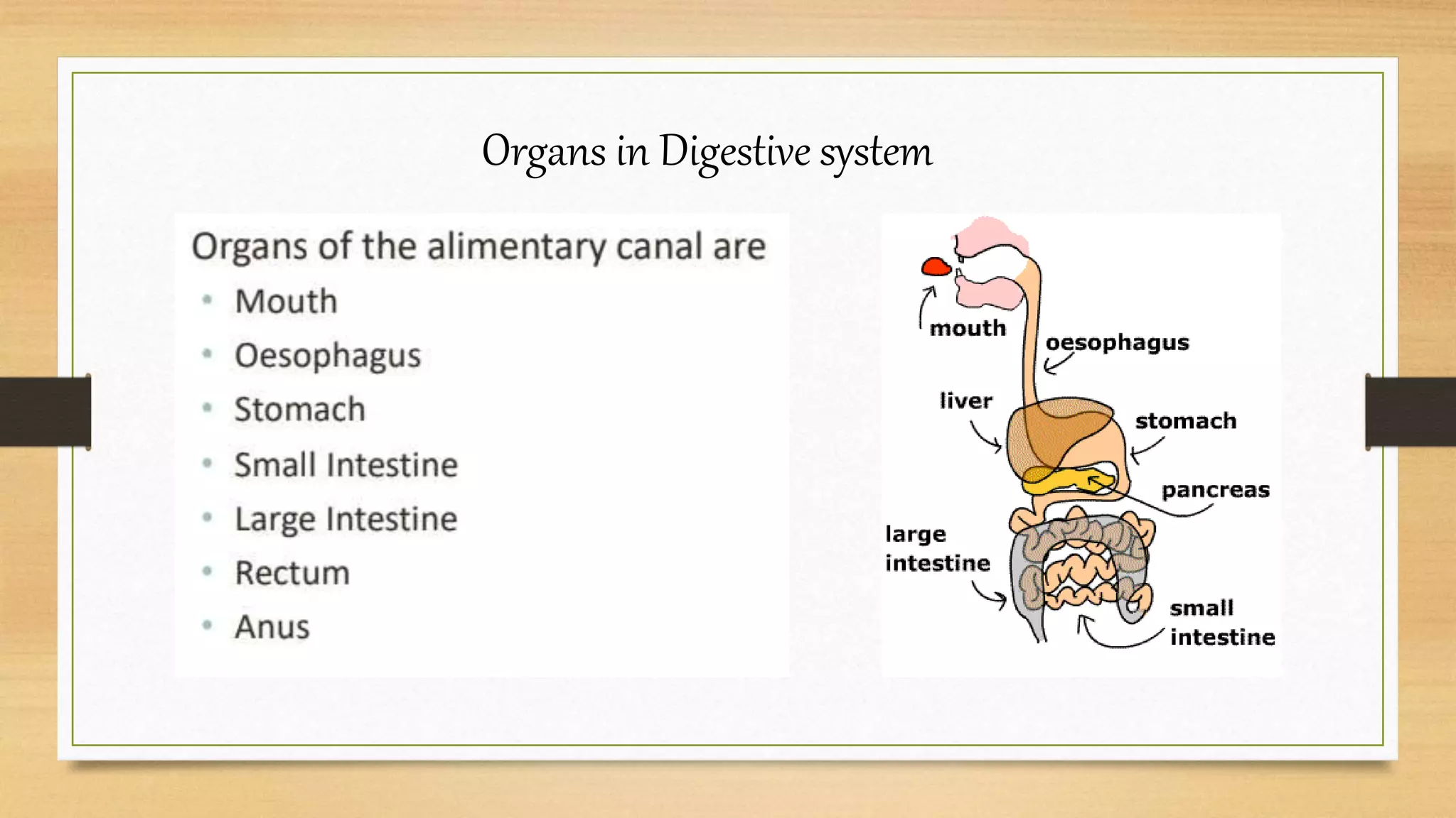 Digestive system - CLASS V | PPTX