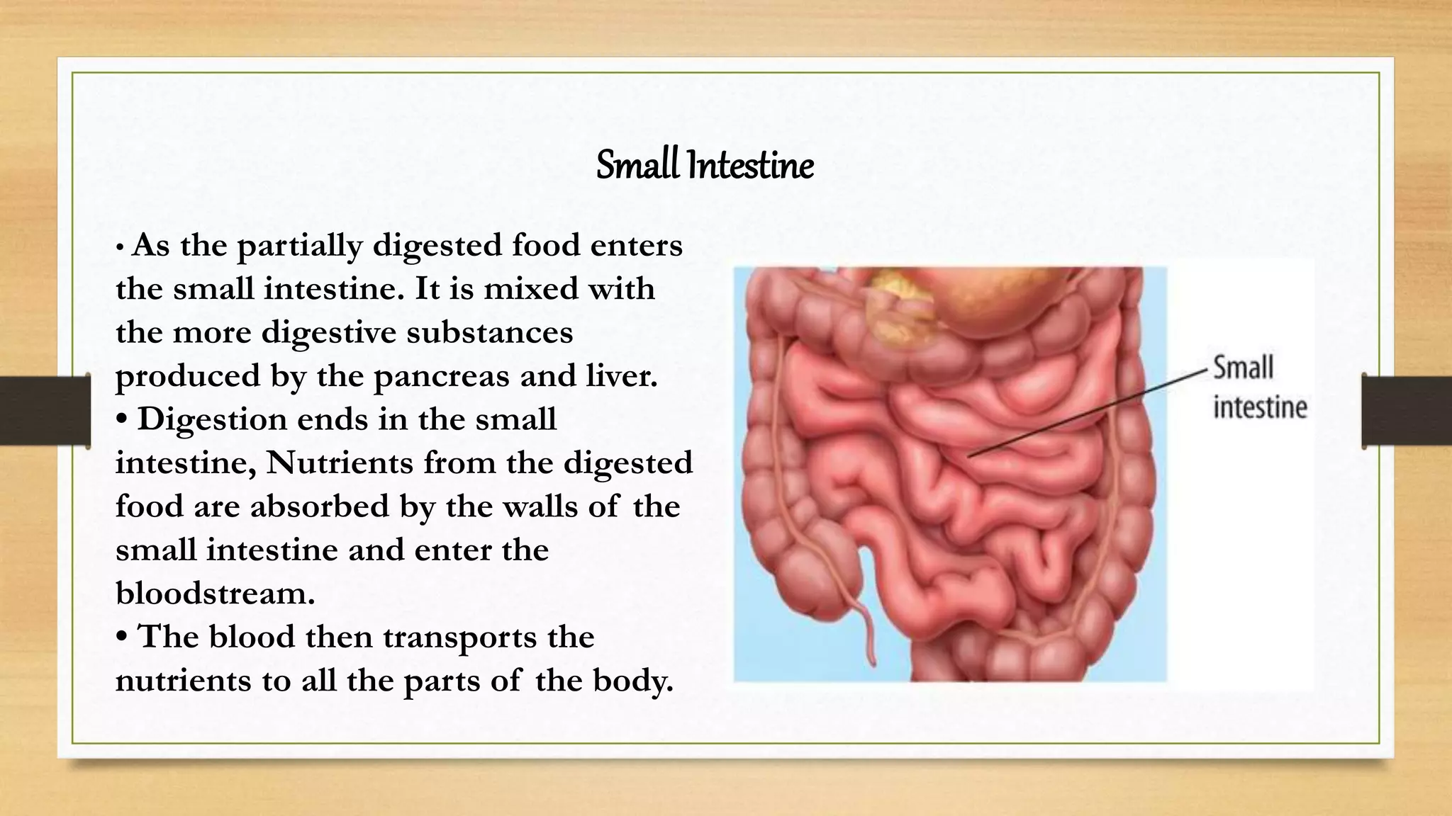 Digestive system - CLASS V | PPTX