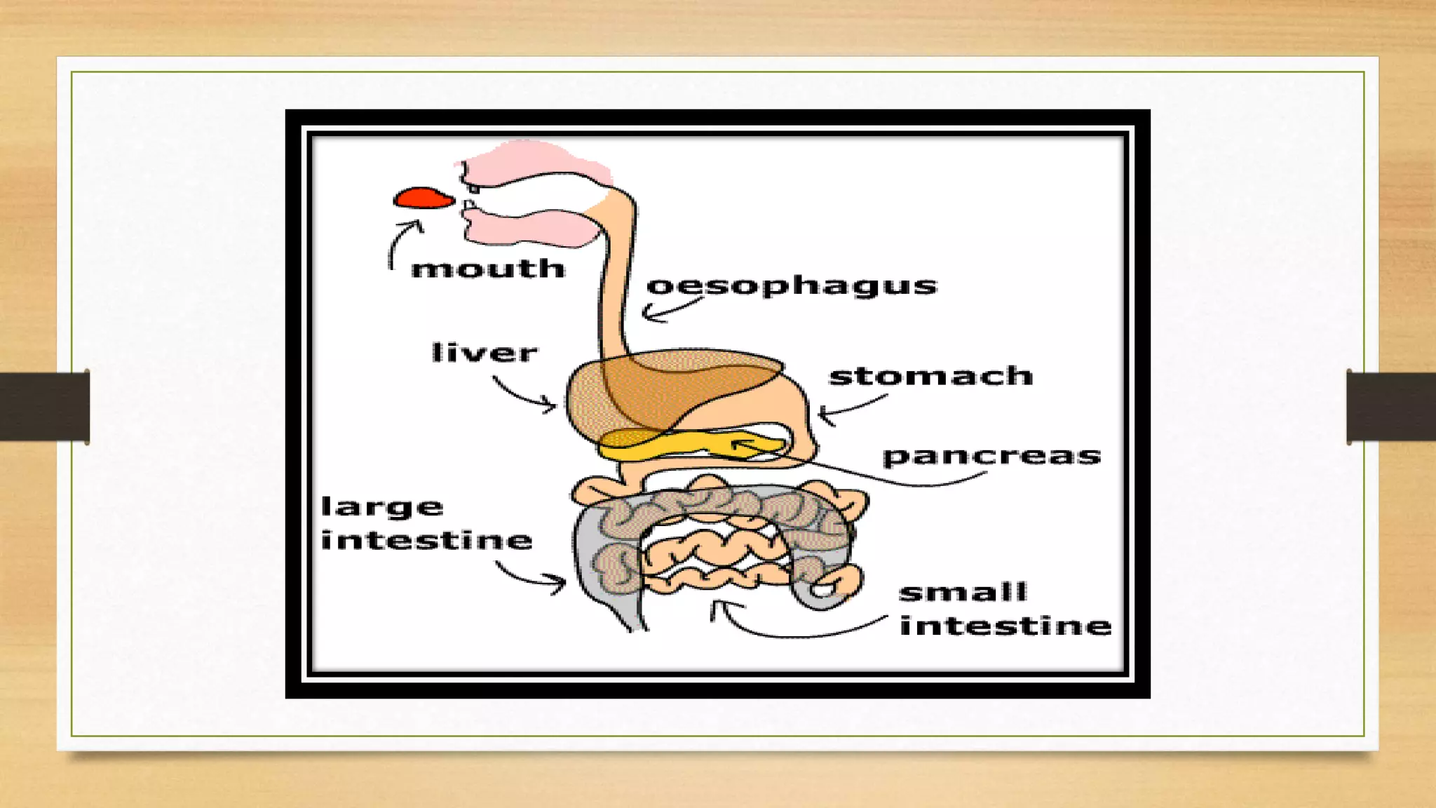 Digestive system - CLASS V | PPTX