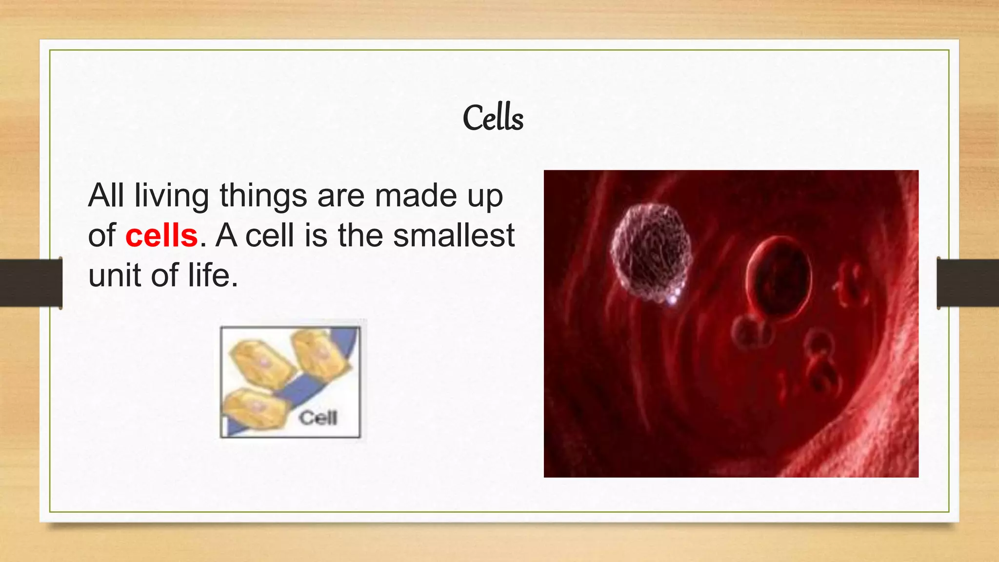 Digestive system - CLASS V | PPTX