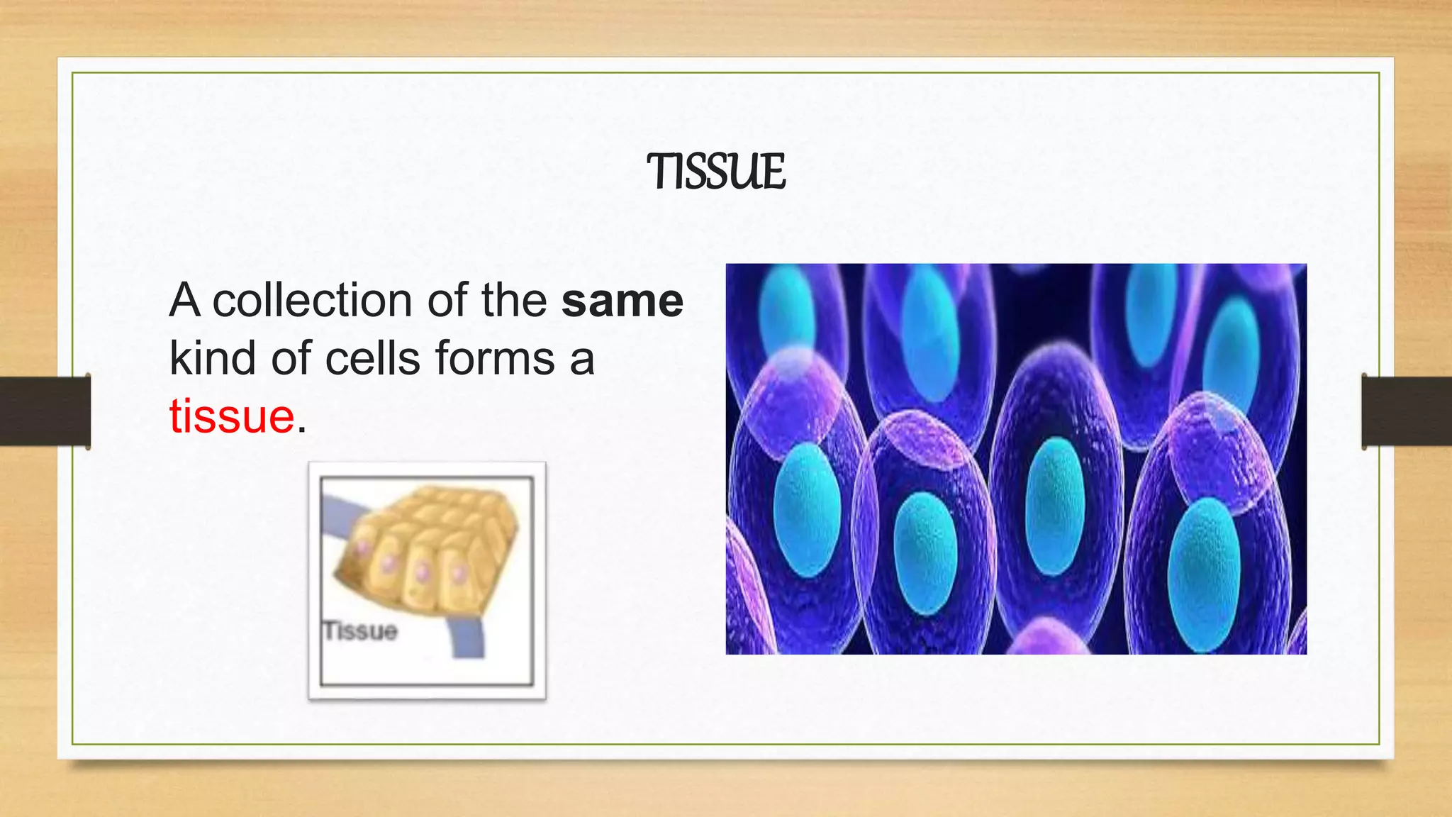 Digestive system - CLASS V | PPTX