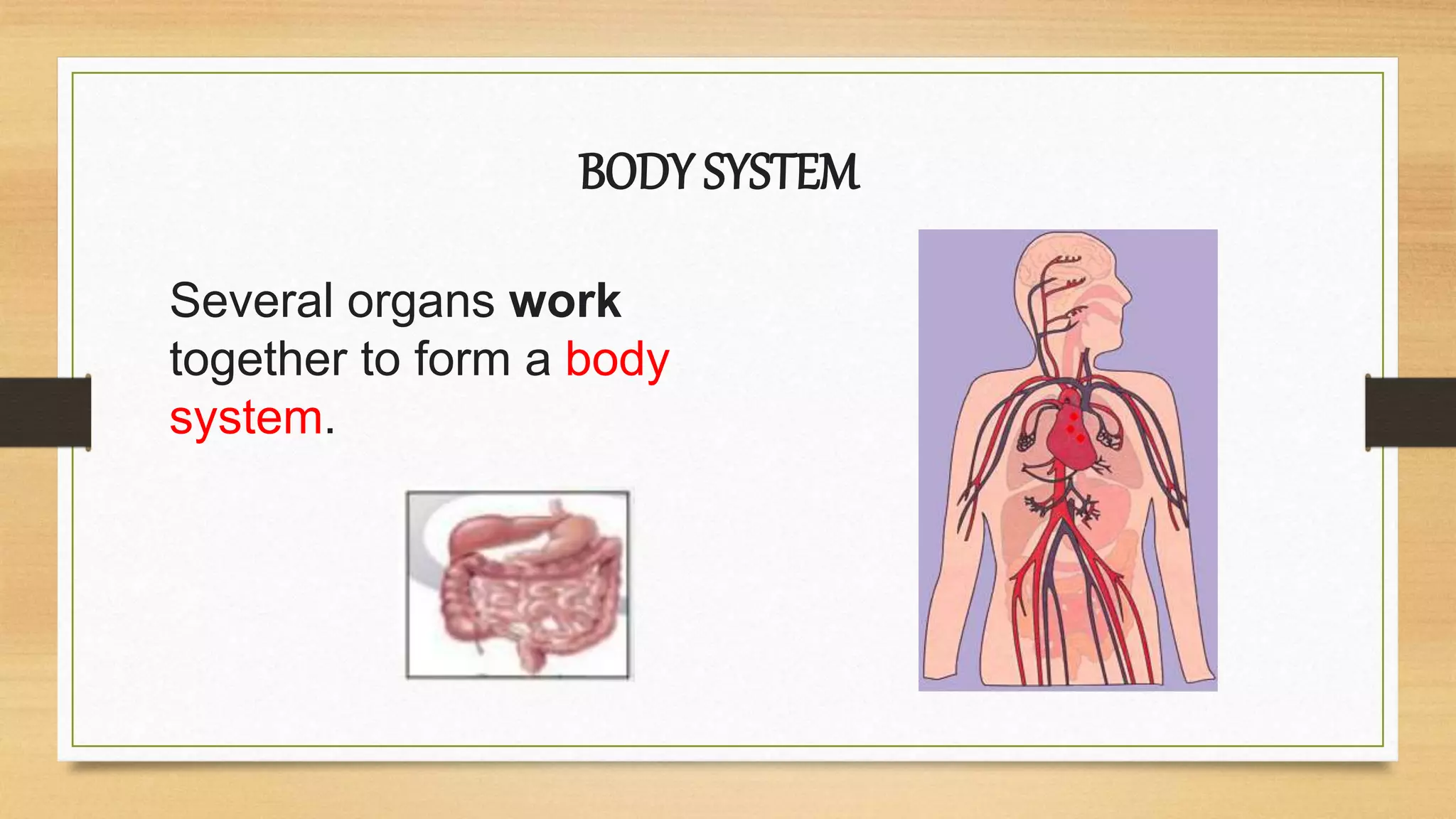 Digestive system - CLASS V | PPTX