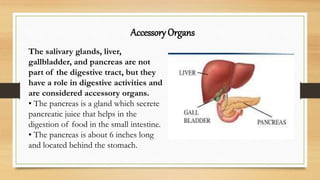 Digestive system - CLASS V | PPTX
