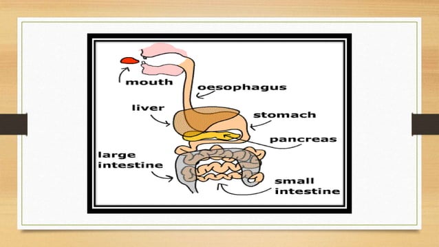 Digestive system - CLASS V | PPTX | Biological Sciences | Science