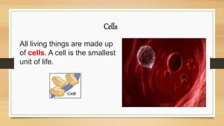 Digestive system - CLASS V | PPTX
