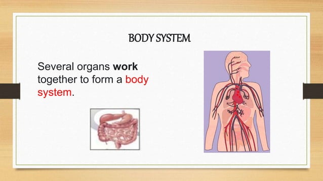 Digestive system - CLASS V | PPTX | Biological Sciences | Science