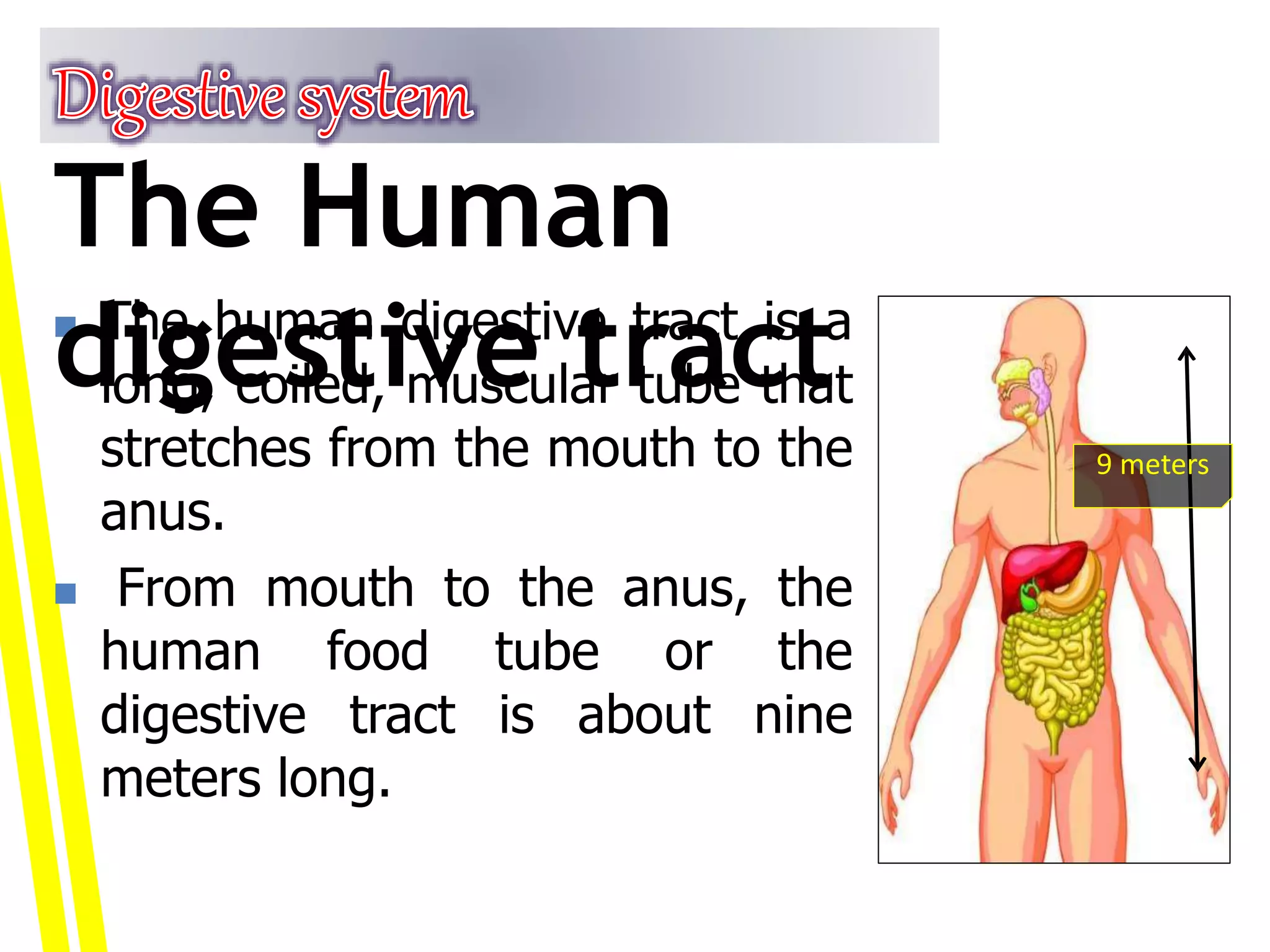 Digestive system | PPTX
