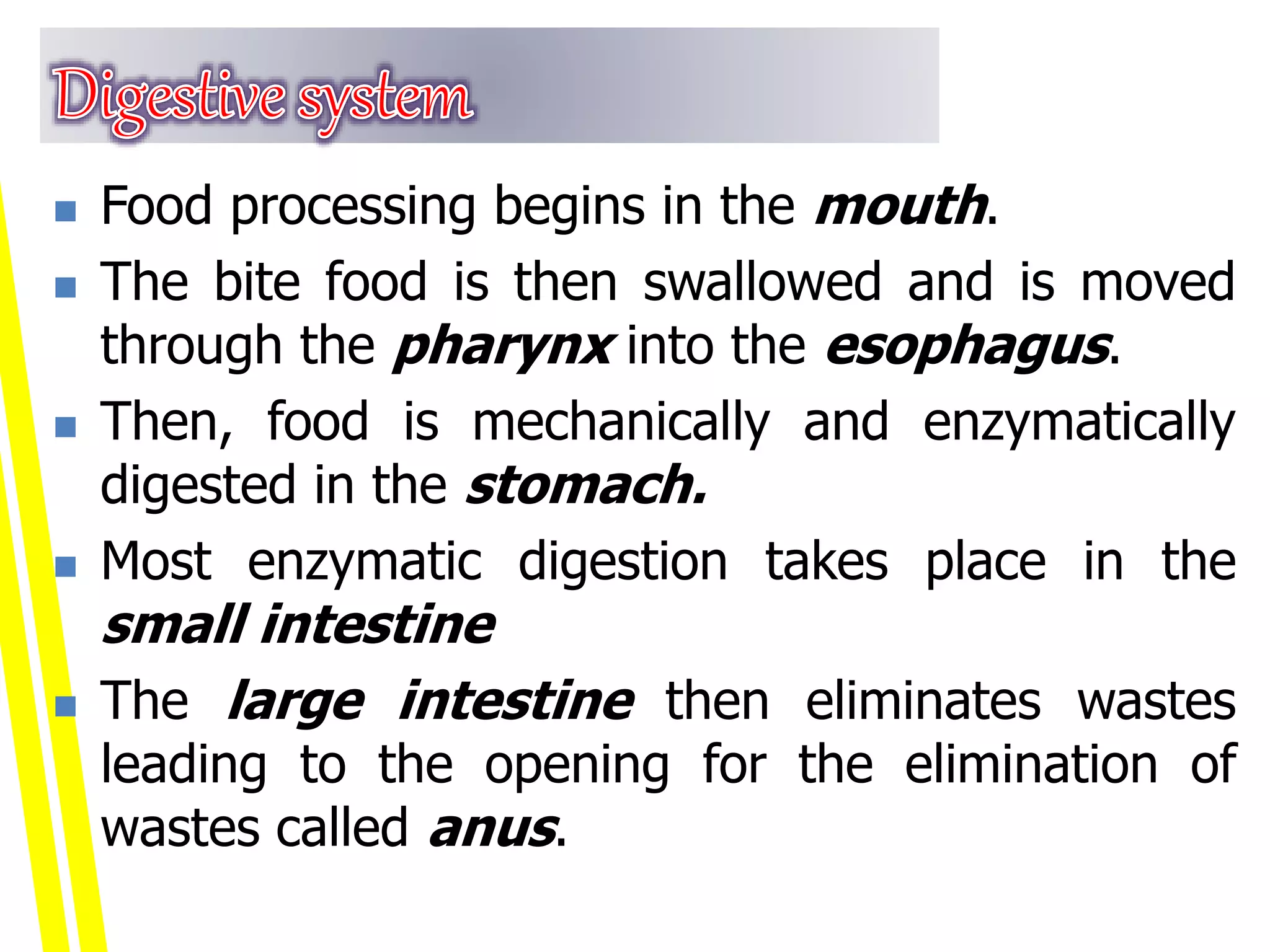 Digestive system | PPTX