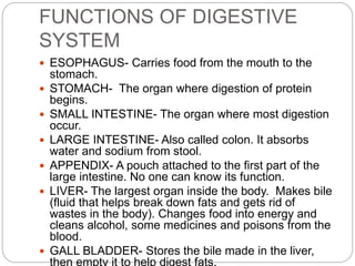 Digestive system | PPT | Free Download