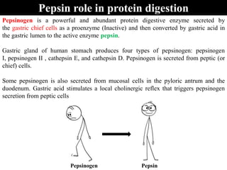 Digestive system | PPT