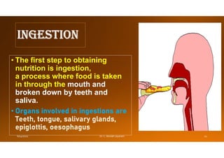 Digestive system | PDF