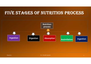 Digestive system | PDF