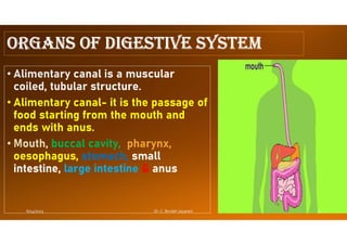 Digestive system | PDF