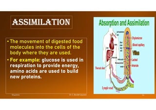 Digestive system | PPT