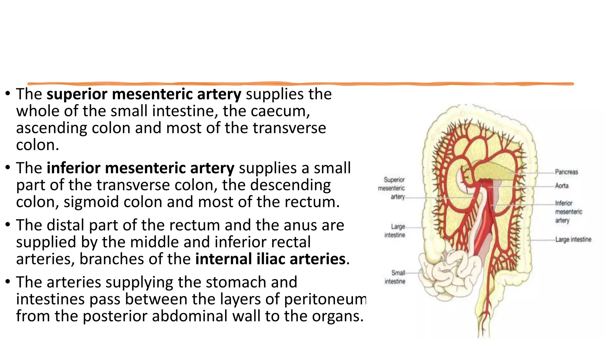 Digestive system | PPTX