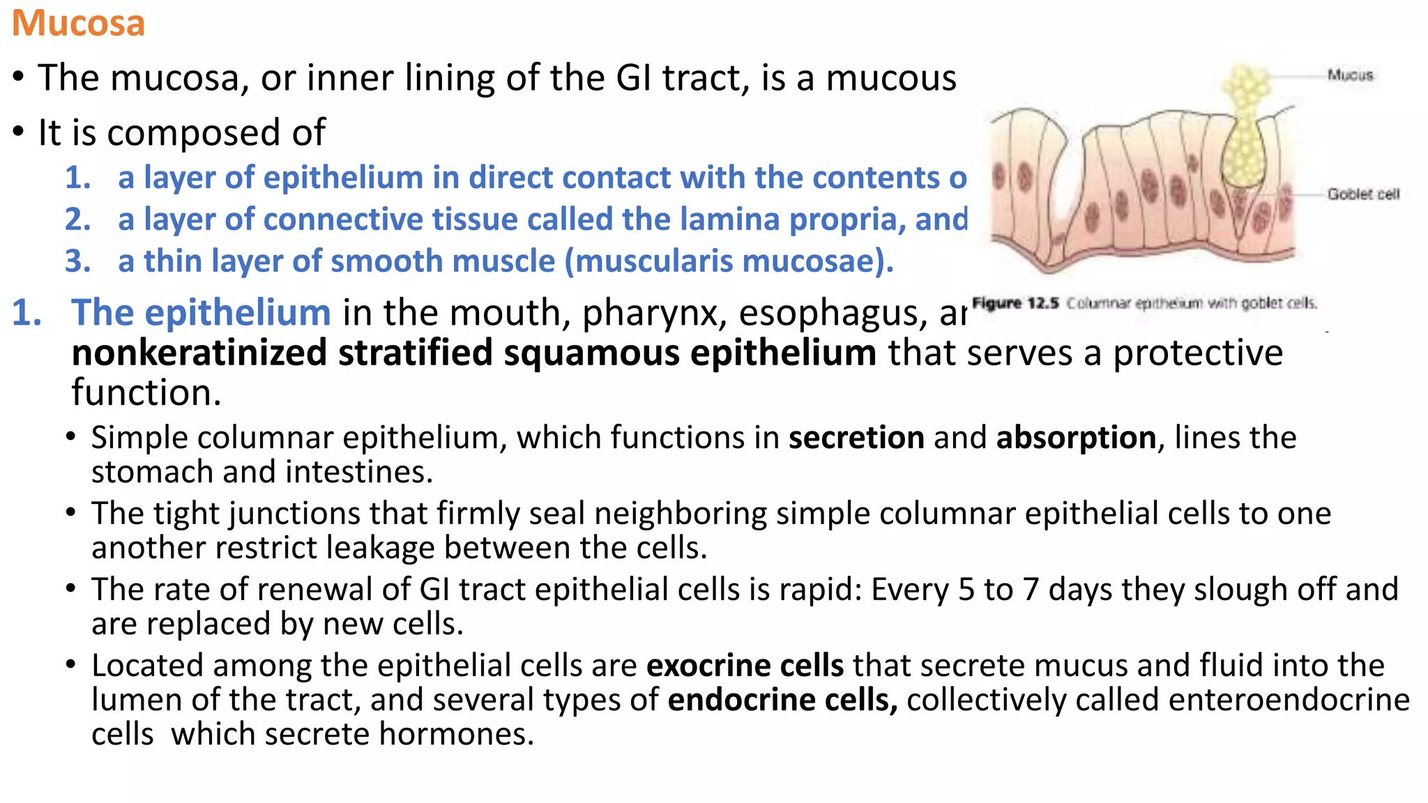 Digestive system | PPTX