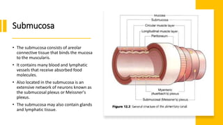 Digestive system | PPTX