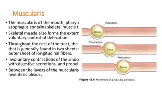 Digestive system | PPTX