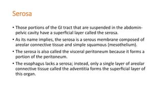 Digestive system | PPTX