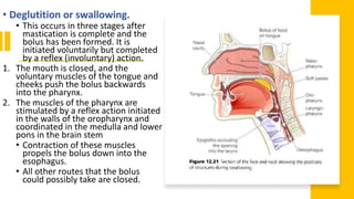 Digestive system | PPTX