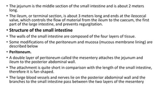 Digestive system | PPTX