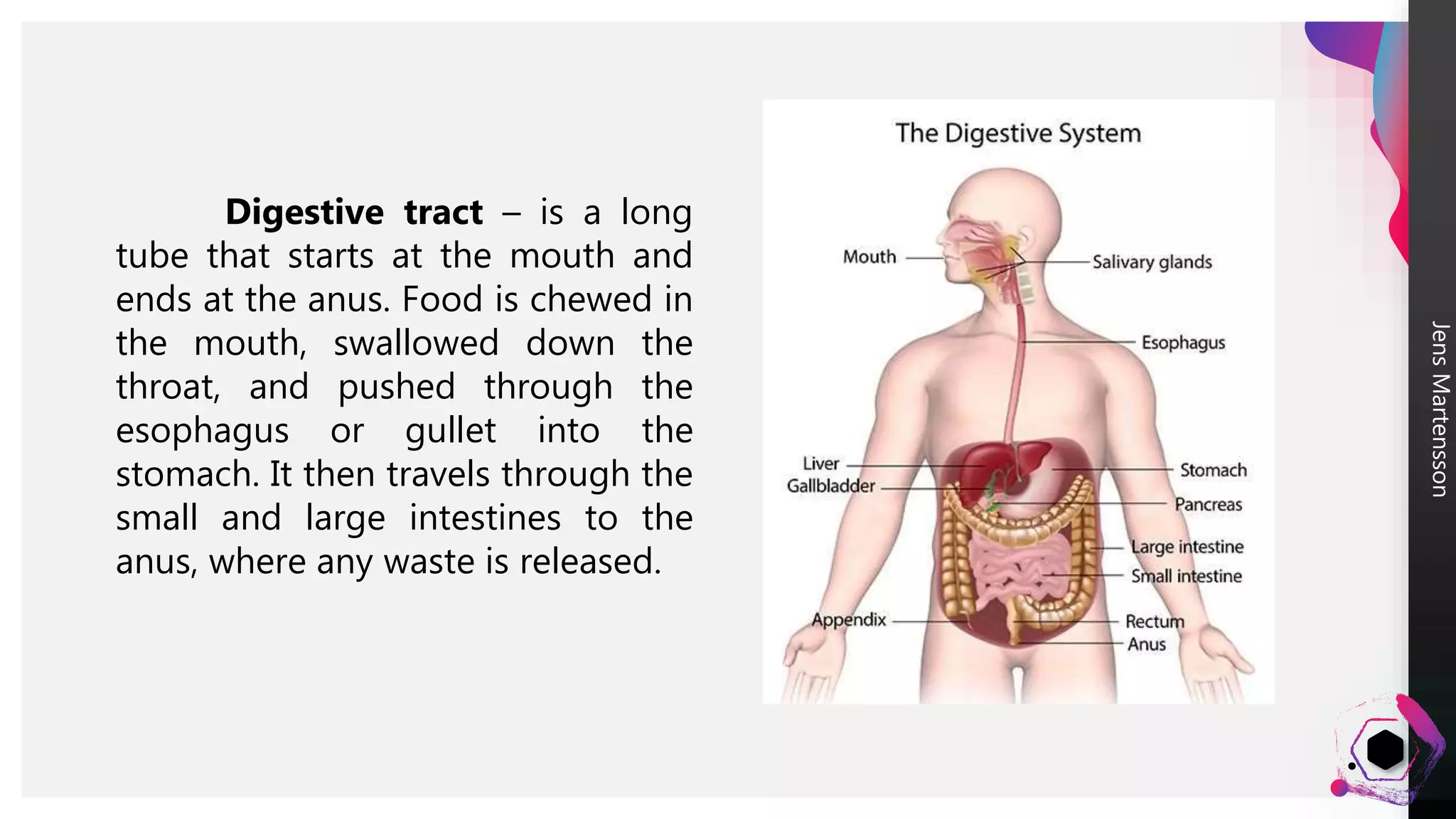 Digestive system | PPTX