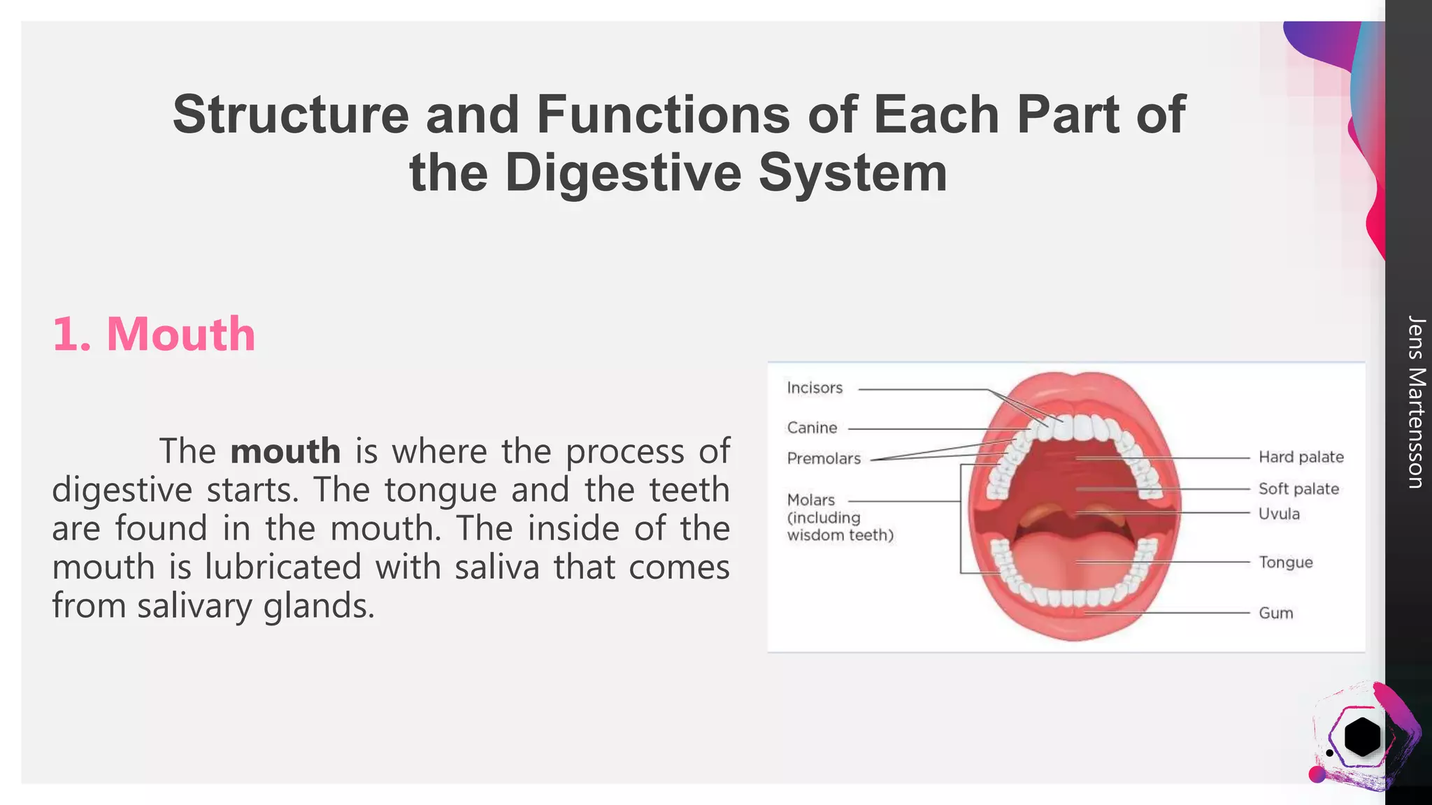 Digestive system | PPTX