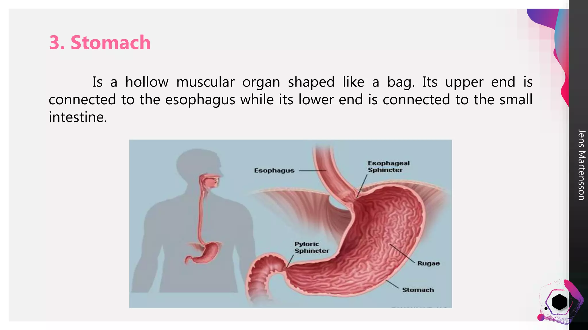 Digestive system | PPTX