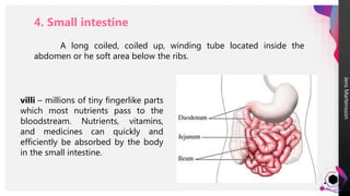 Digestive system | PPTX