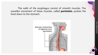 Digestive system | PPTX