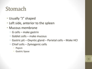 Digestive system | PPT