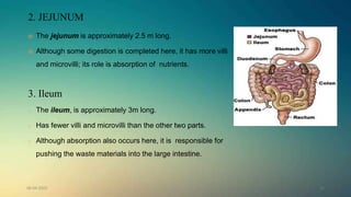 Digestive system | PPTX