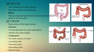 Digestive system | PPTX