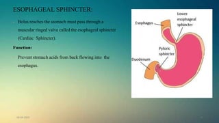 Digestive system | PPTX