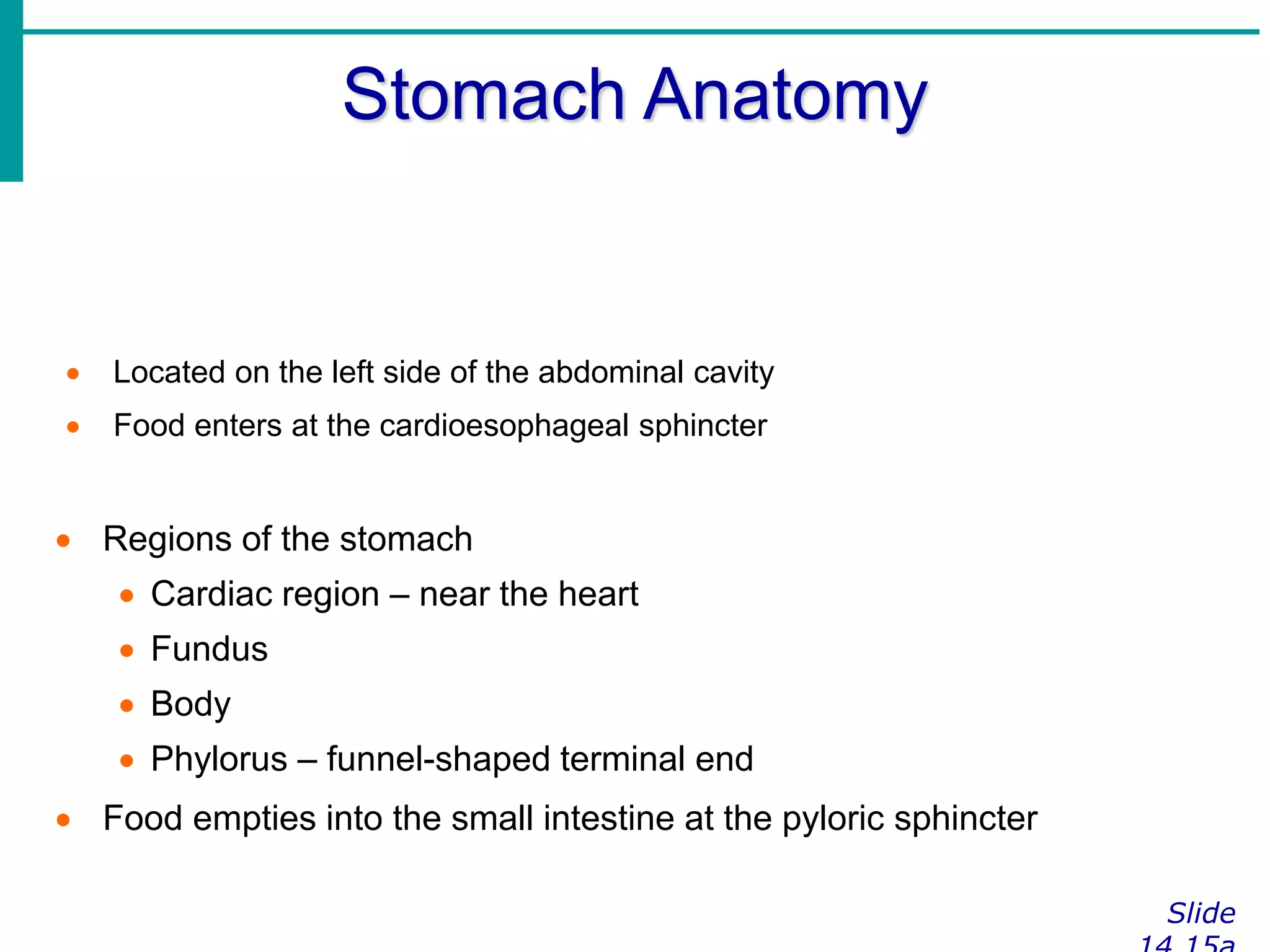 digestiVE SYSTEM.ppt