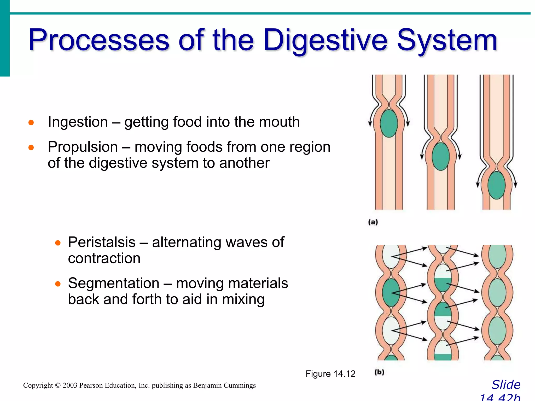 digestiVE SYSTEM.ppt
