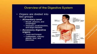 Digestive System | PPTX