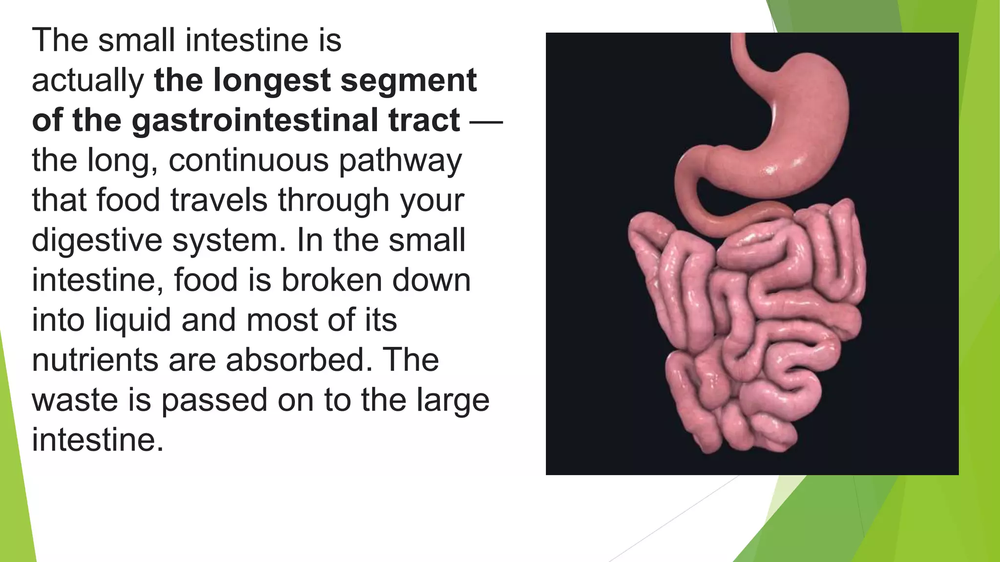DIGESTIVE SYSTEM.pptx