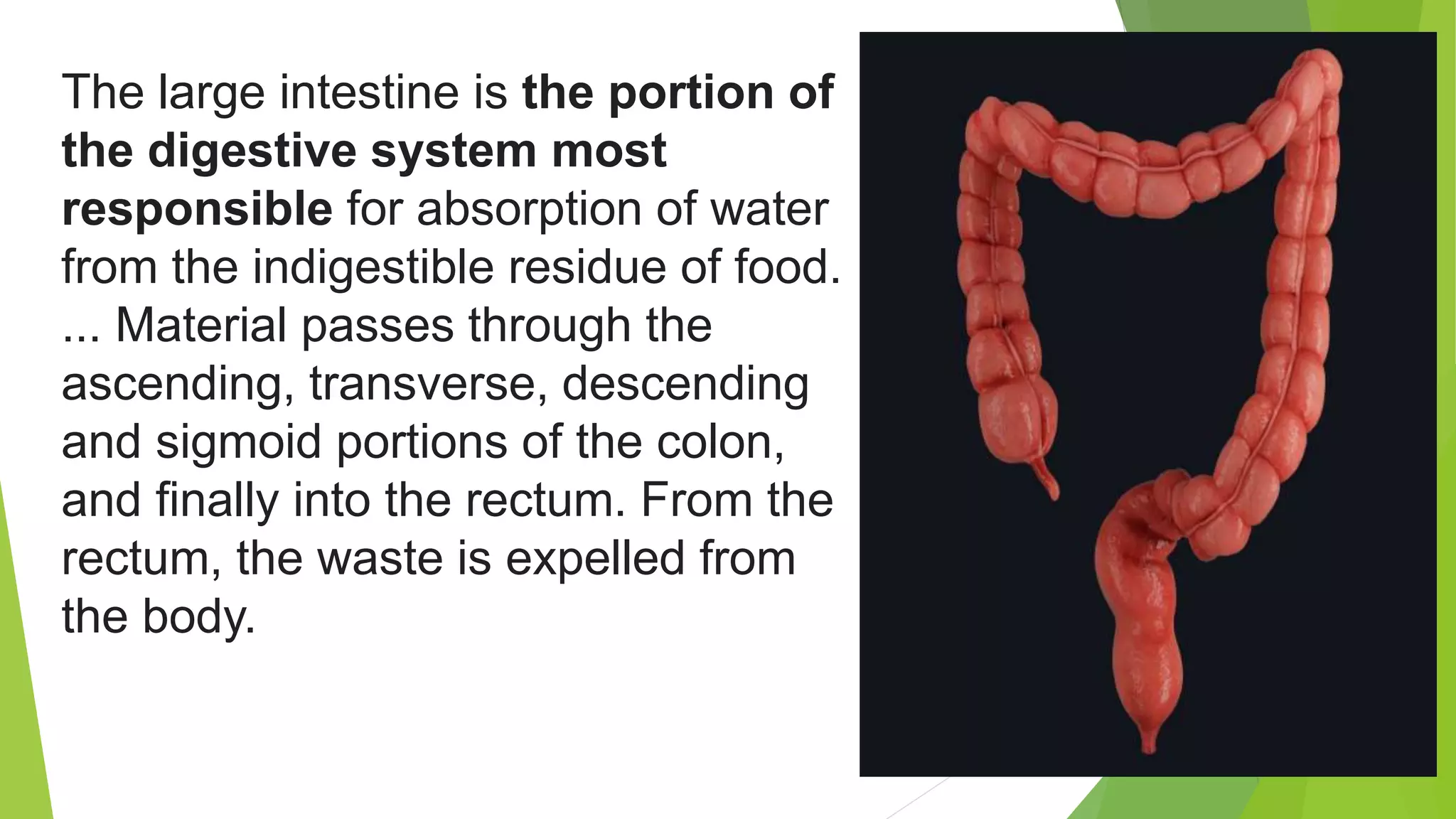 DIGESTIVE SYSTEM.pptx
