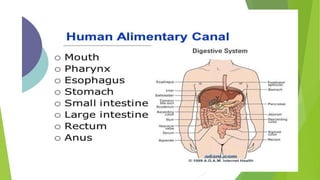 DIGESTIVE SYSTEM.pptx