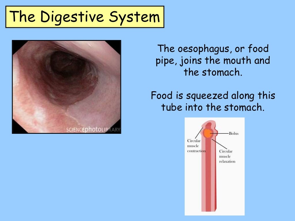 digestive system.ppt