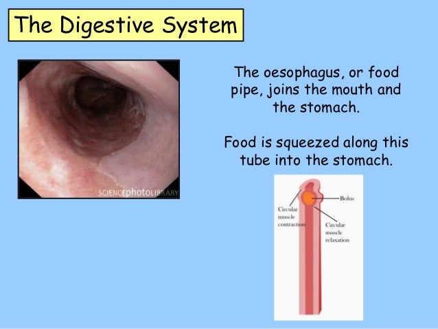 digestive system.ppt