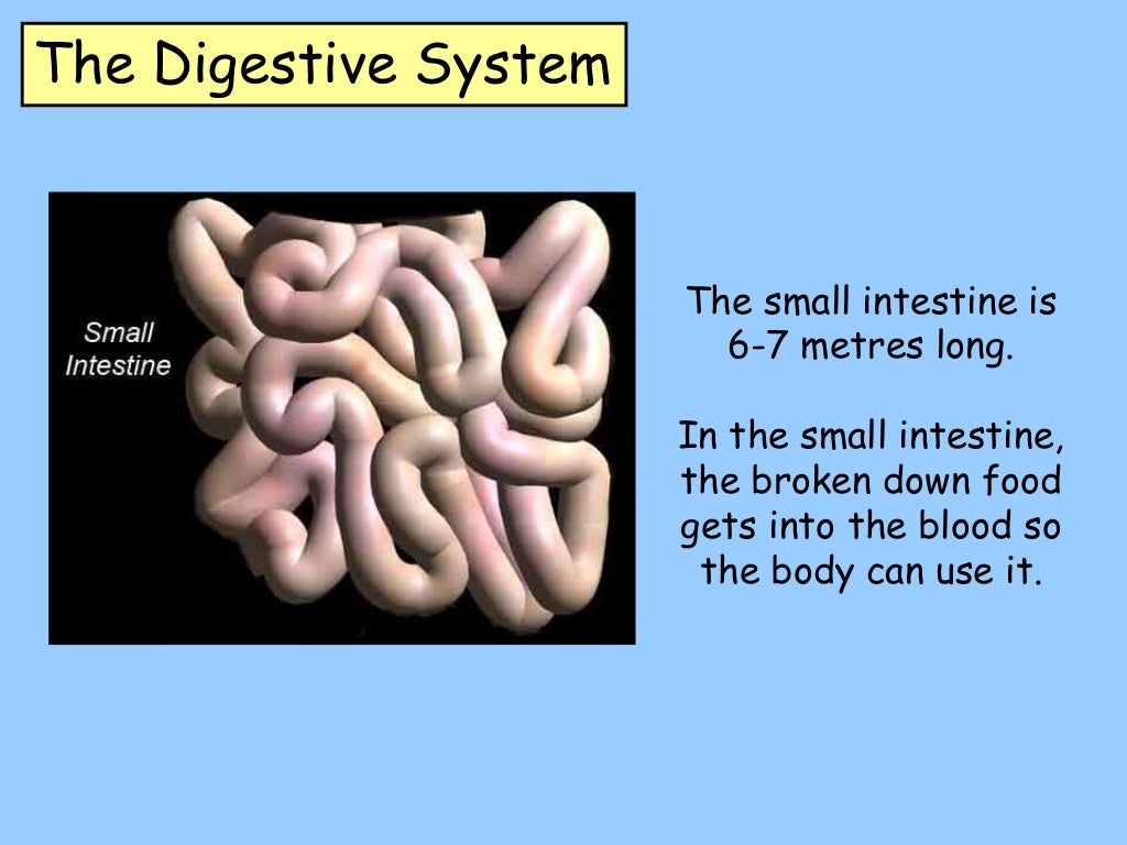 digestive system.ppt